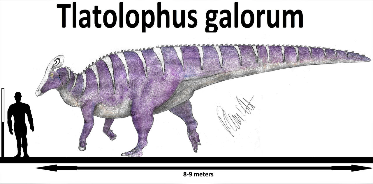Tlatolophus galorum by Teratophoneus on DeviantArt Tlatolophus galorum by Teratophoneus on DeviantArt