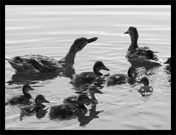ducks and ducklings by Bliss-imaging on DeviantArt