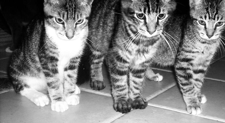 The 3 Little Tigs by Patttycake on DeviantArt