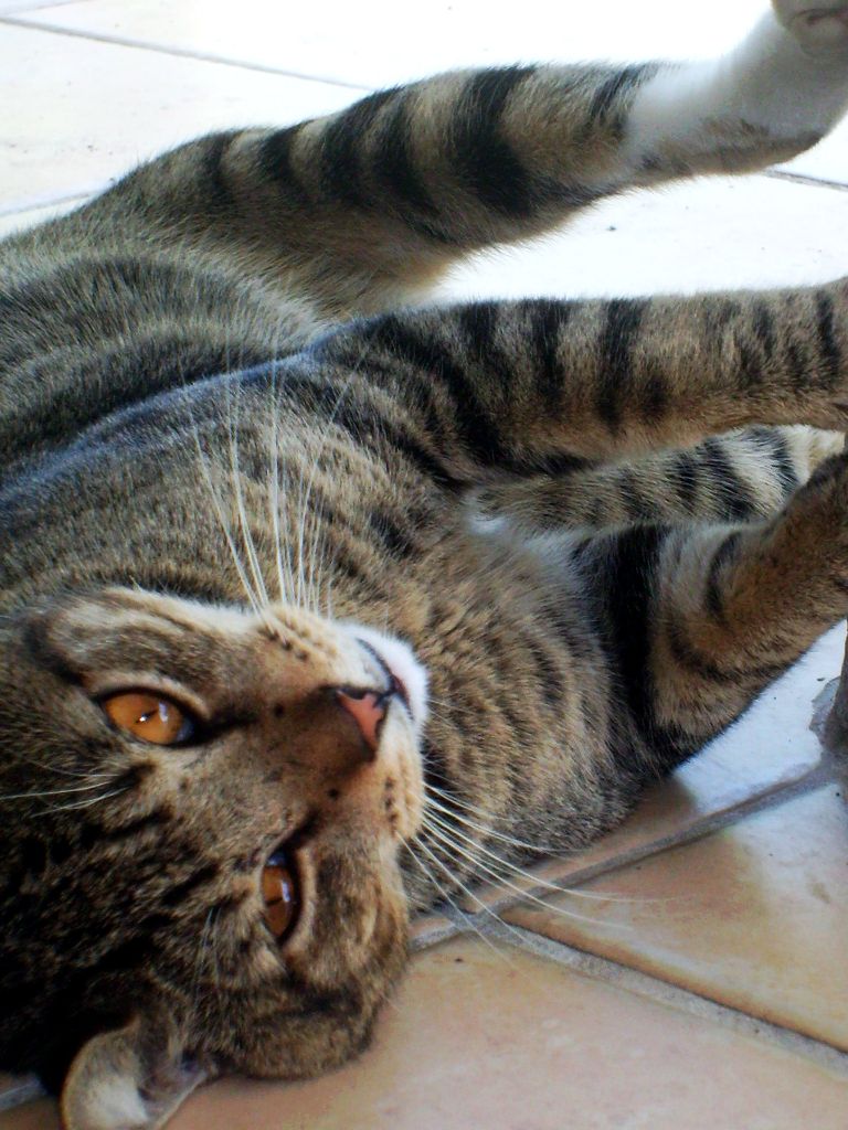 BIG Tig by Patttycake on DeviantArt