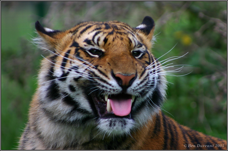 Laughing Tiger by CoupeKid on DeviantArt