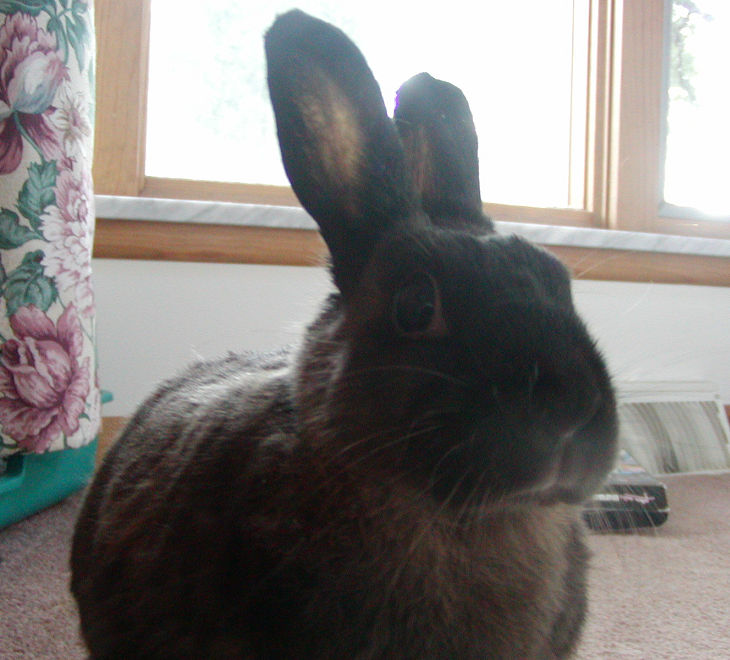 Bunny Up Close by engelkatzen on DeviantArt