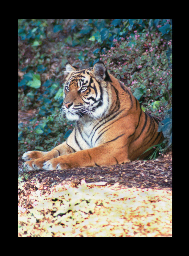 Beautiful Nisha by da-tigger on DeviantArt