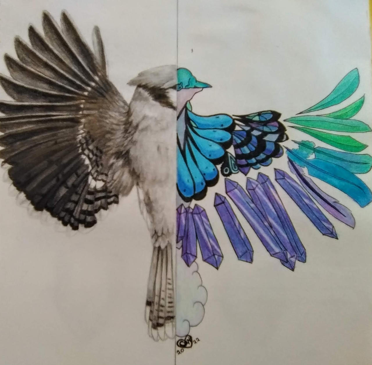 Bluejay By Cyawolfe On Deviantart