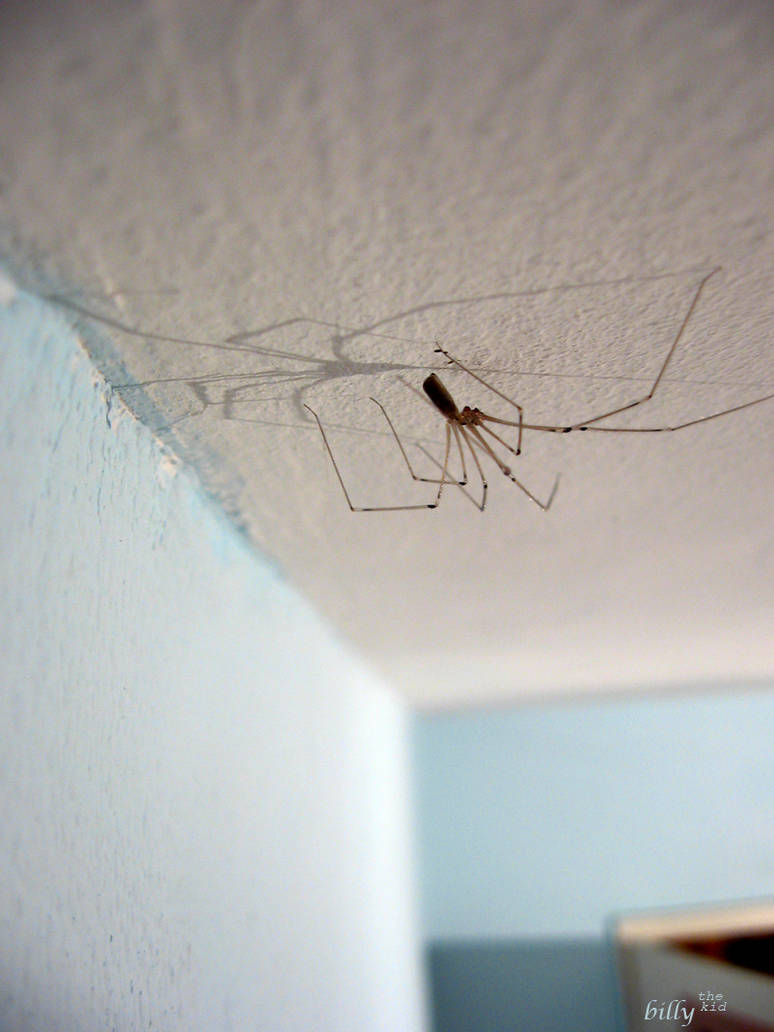 Little Mr. Spider by DiamondRing on DeviantArt
