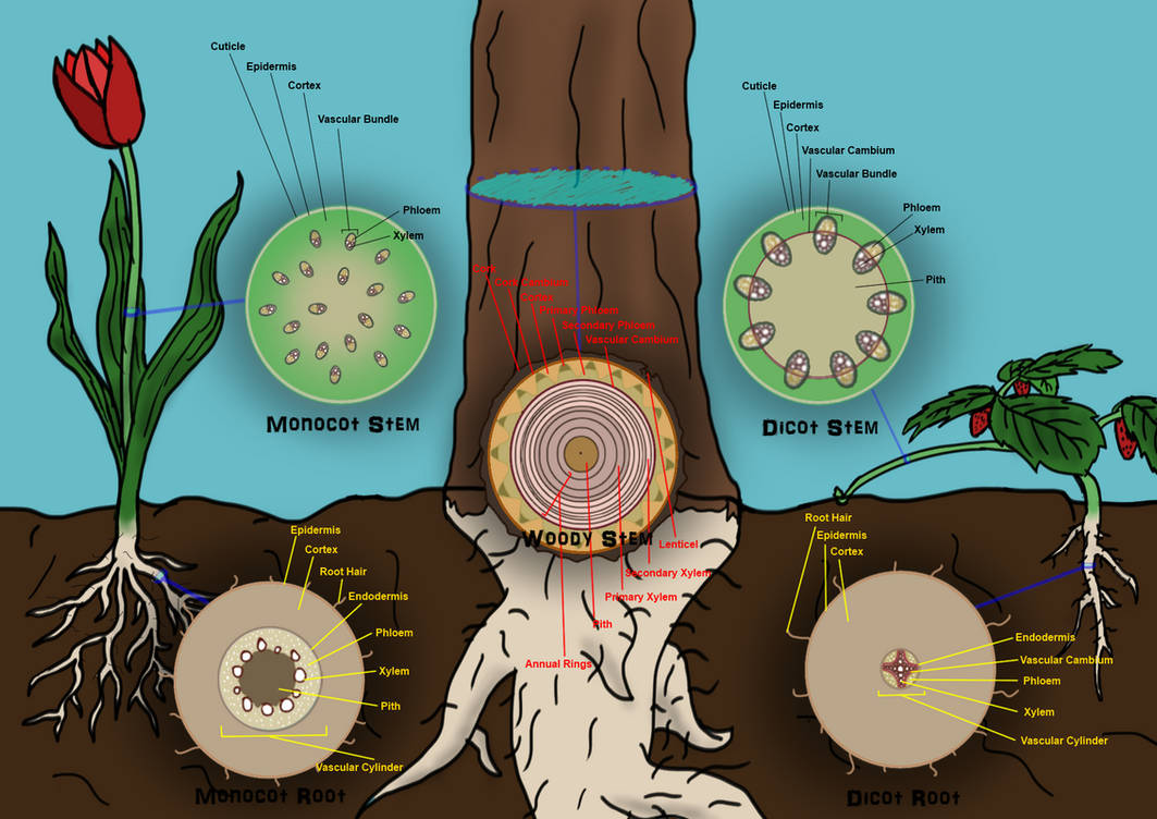 Plant Stem And Root Cross Sections By Onatfb On DeviantArt plant-stem-and-root-cross-sections-by-onatfb-on-deviantart