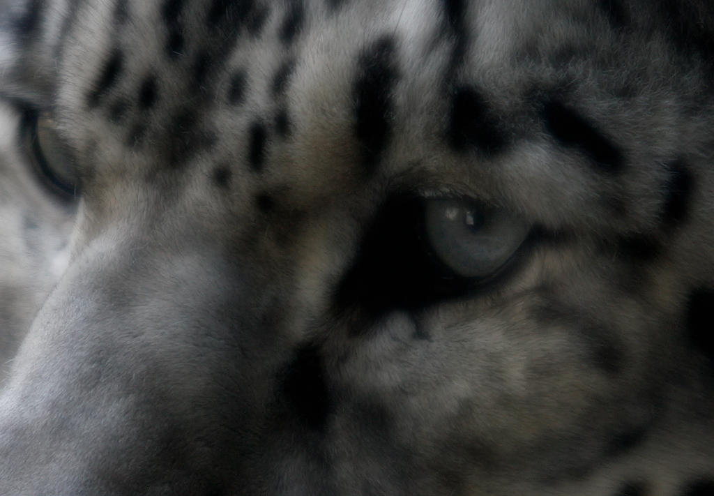 Snow Leopard 1 part 2 by coldkeeper on DeviantArt