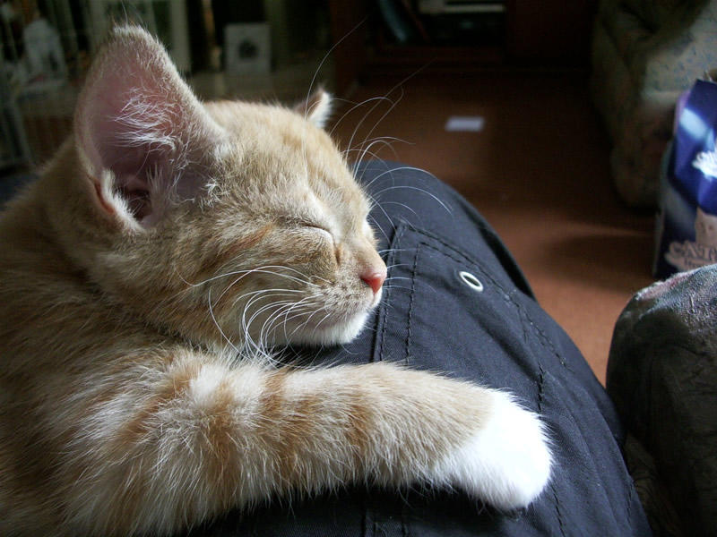 Chamii 6 by koganemouche on DeviantArt