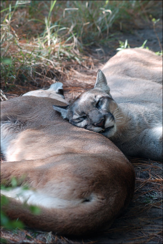 Puma concolor Jax120207 by hoboinaschoolbus on DeviantArt