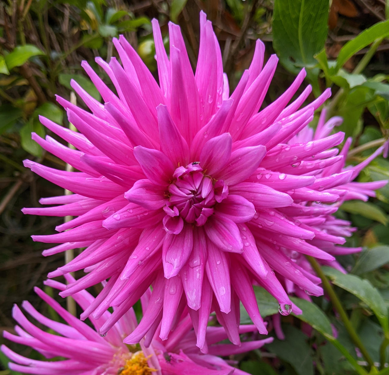 Wet Magenta Spiky Dahlia By Greyam On Deviantart