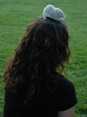 rat on head by blumorning on DeviantArt