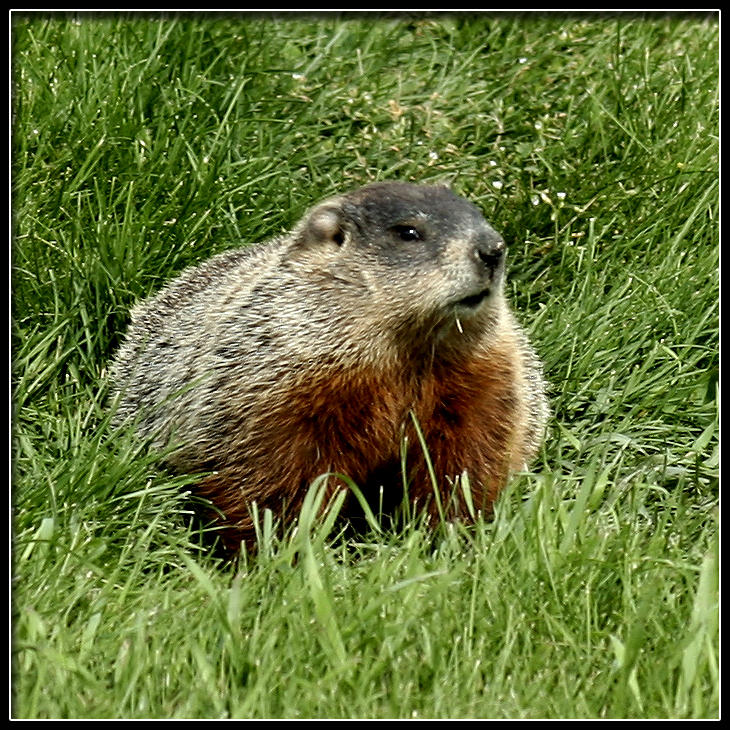 Groundhog by rocketmaestro on DeviantArt