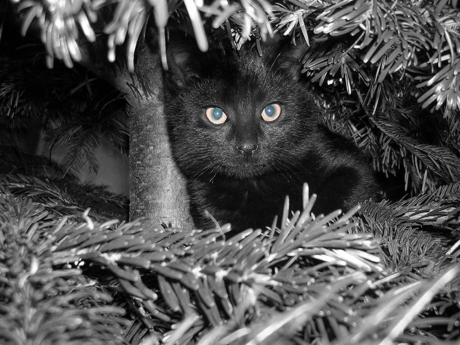 Cat Eyed By Photinini On Deviantart
