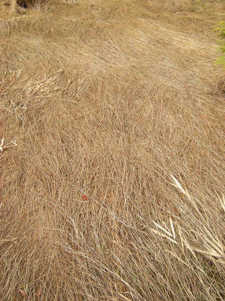 STOCK - Windswept Grass by jocarra on DeviantArt STOCK - Windswept Grass by jocarra on DeviantArt