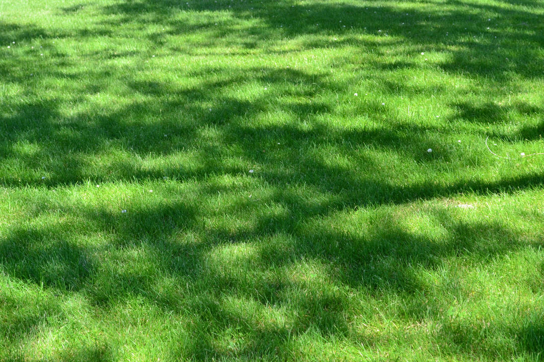 STOCK - Green Grass+Shadow 1 by jocarra on DeviantArt STOCK - Green Grass+Shadow 1 by jocarra on DeviantArt