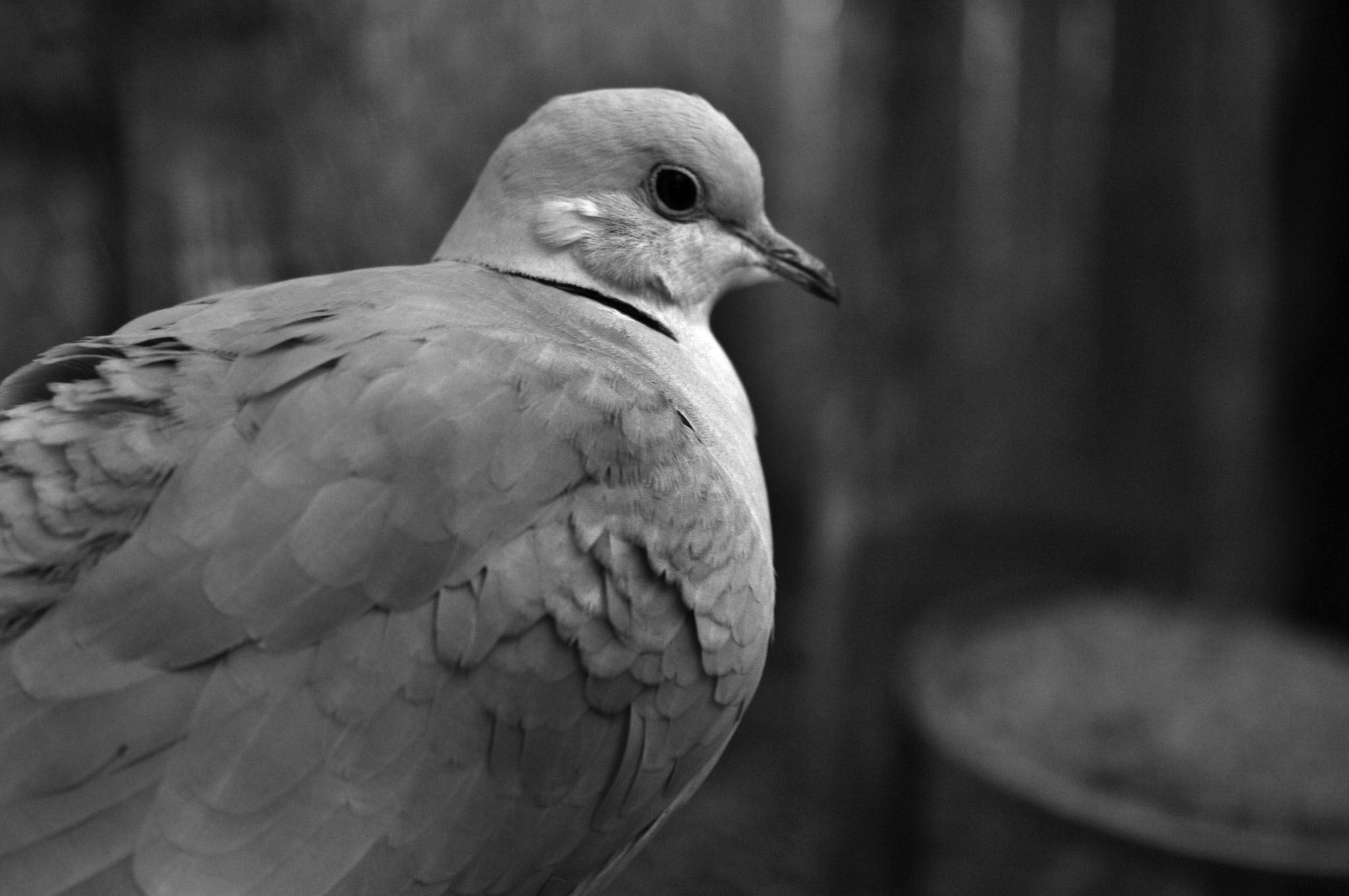 lonesome dove by artinparty on DeviantArt