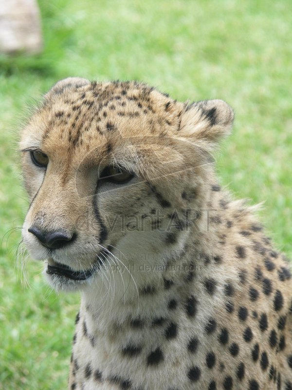 do u think this is my best sid by BigCats on DeviantArt