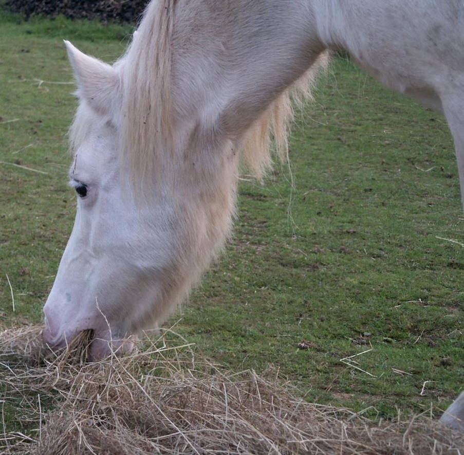 Maisie by Equine-Resource on DeviantArt