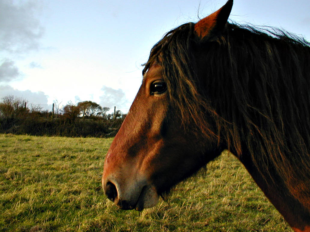 Bryn in profile by Equine-Resource on DeviantArt