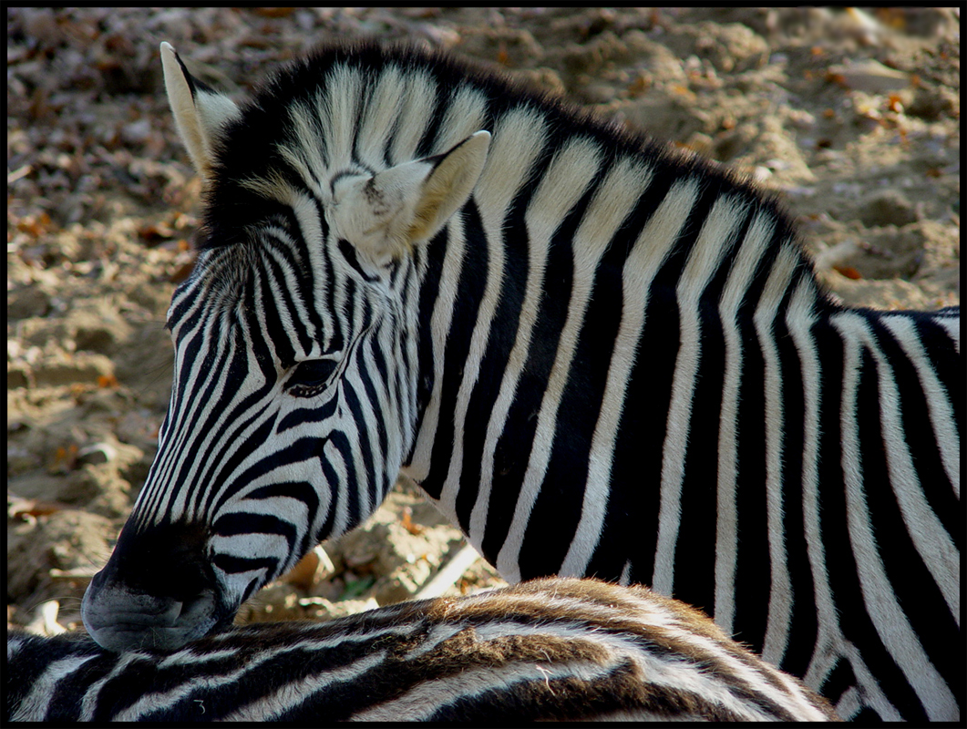 SF88 2 zebra by Equine-Resource on DeviantArt