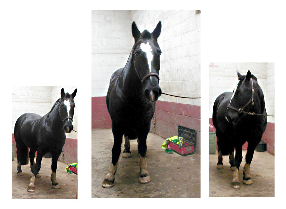 Black irish draft horse by Equine-Resource on DeviantArt