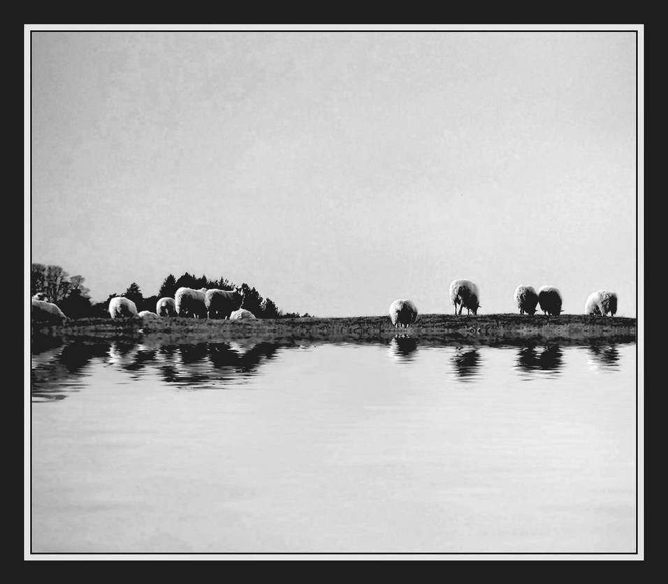 Sheeeeep by boolaa on DeviantArt