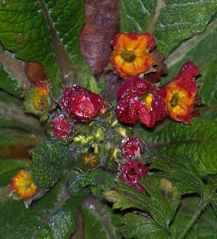 Frosted Primula by boolaa on DeviantArt