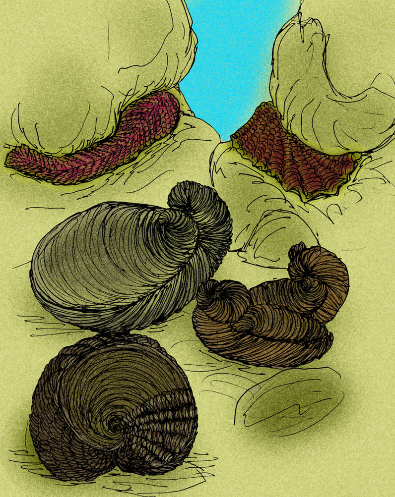 Exogyra and Other Oysters by avancna on DeviantArt