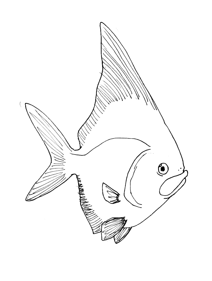 Aipichthys formosa BW by avancna on DeviantArt