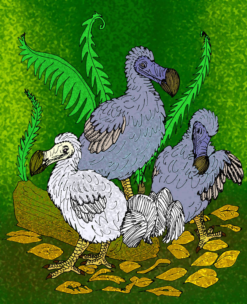 Raphus cucullatus by avancna on DeviantArt