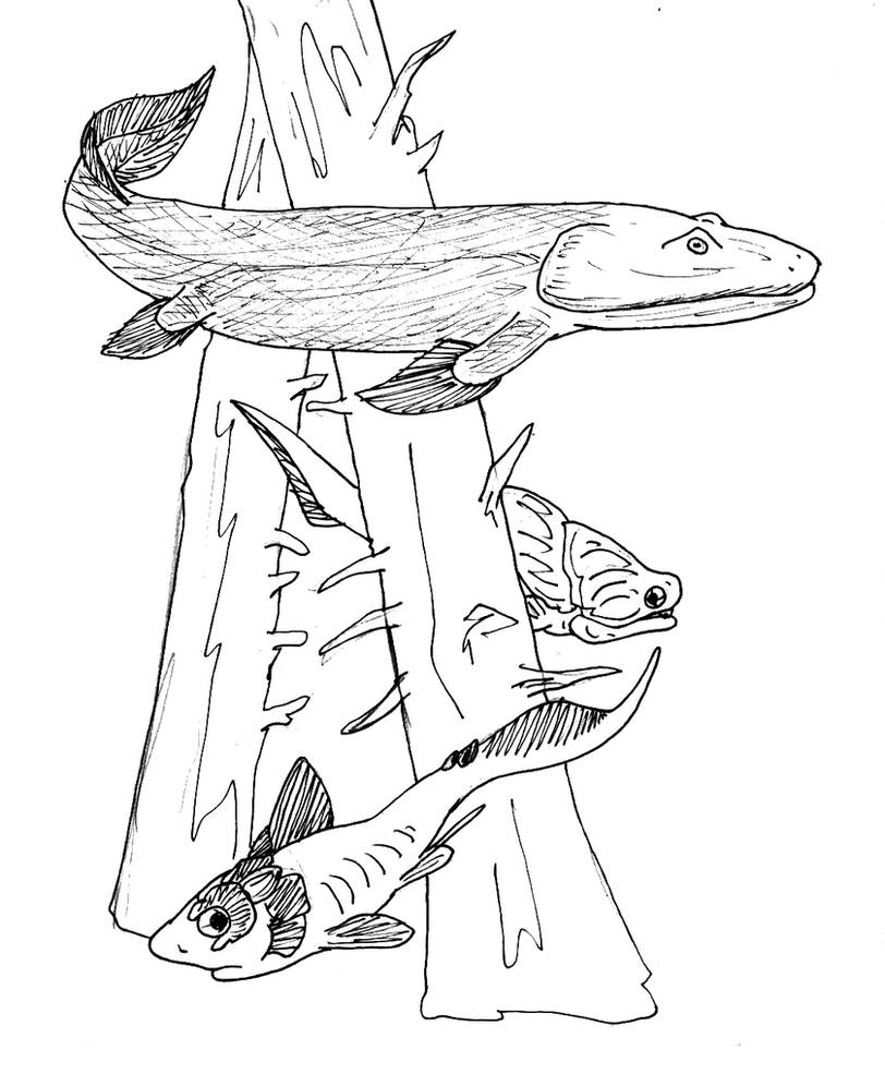 Panderichthys rhombolepis BW by avancna on DeviantArt
