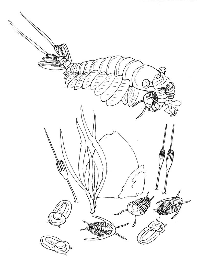 Anomalocaris saron BW by avancna on DeviantArt