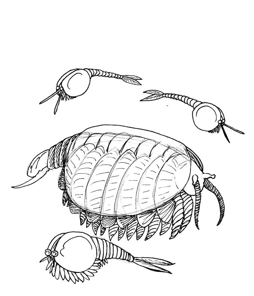 Cambrian Euarthropods BW by avancna on DeviantArt