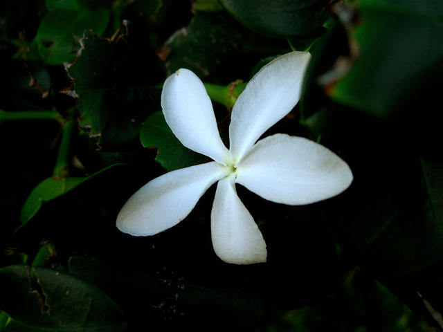 Hidden Flower by AlaskanPhotographer on DeviantArt