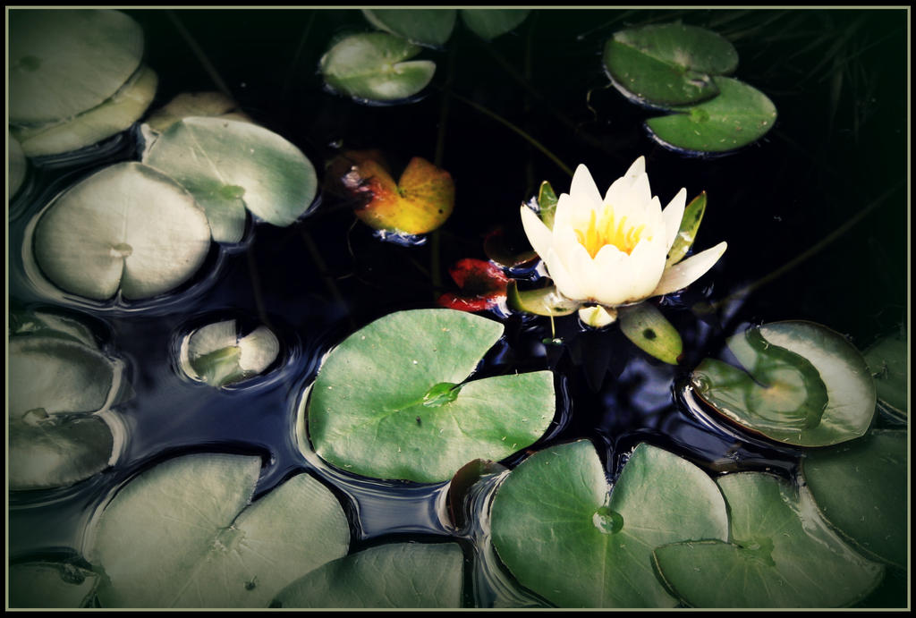 Lily Blaze By Imagesbyandrew On Deviantart