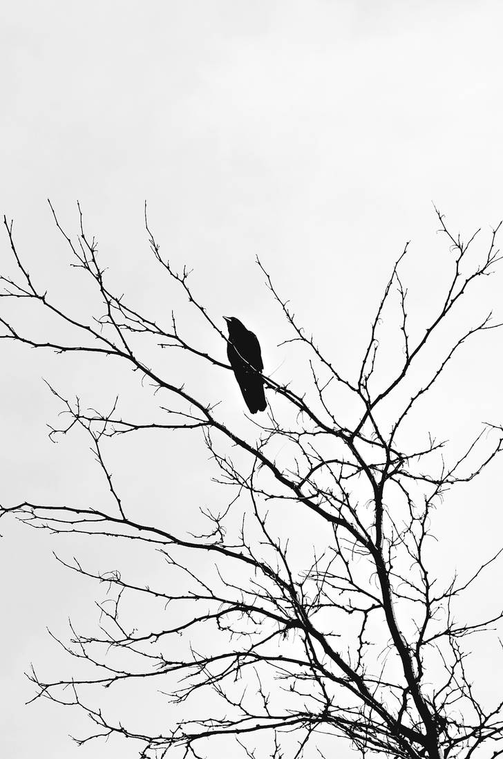 Cropped Crows by blueavenger on DeviantArt