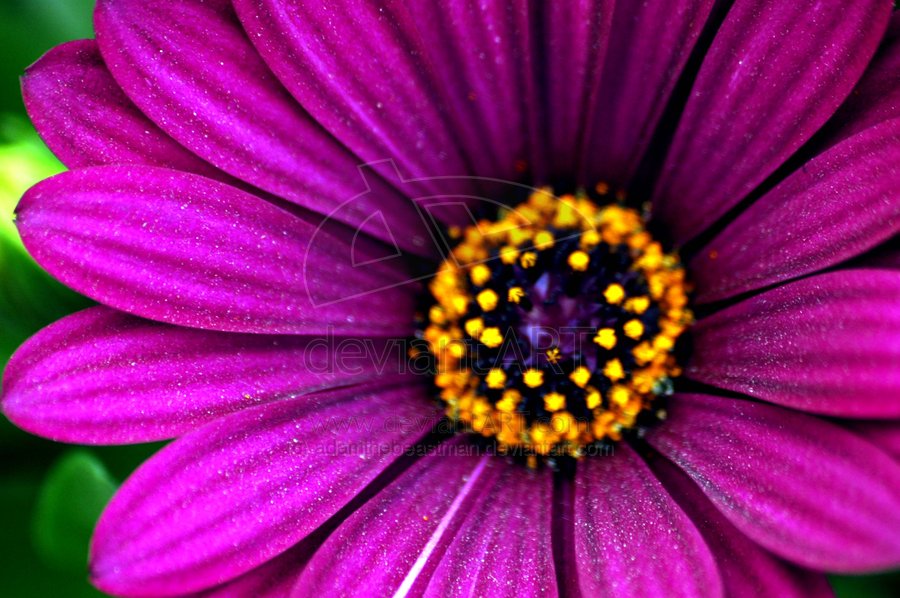 Purple sunshine by Nikonist on DeviantArt