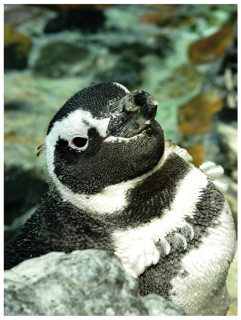 Pinguim by HeadlessLady on DeviantArt