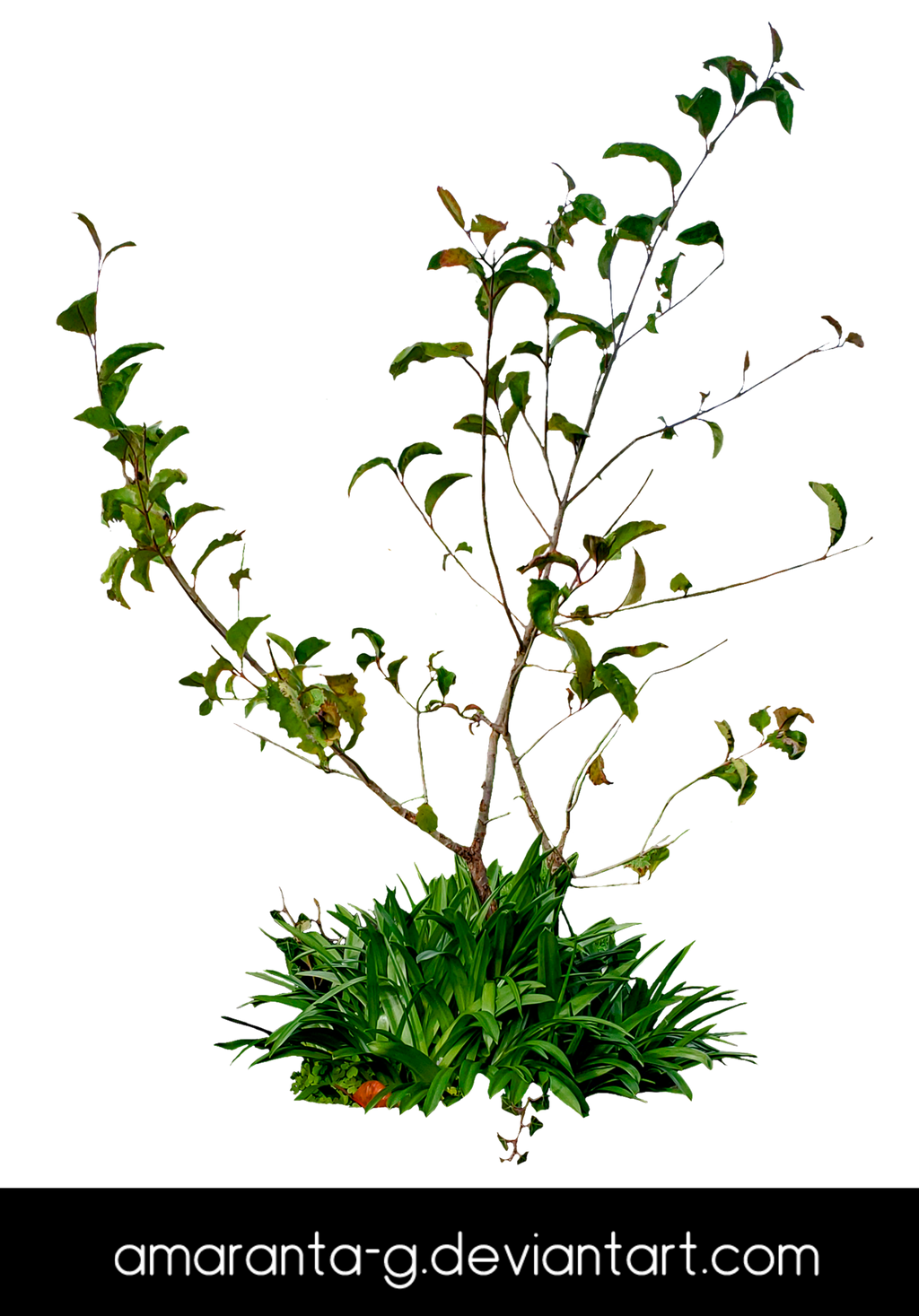 Bush Branchamaranta G By Amaranta G On Deviantart