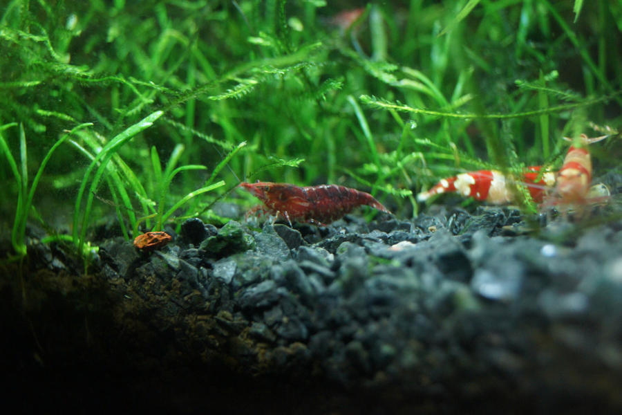 Kanoko Cherry Shrimp By Swissian On Deviantart