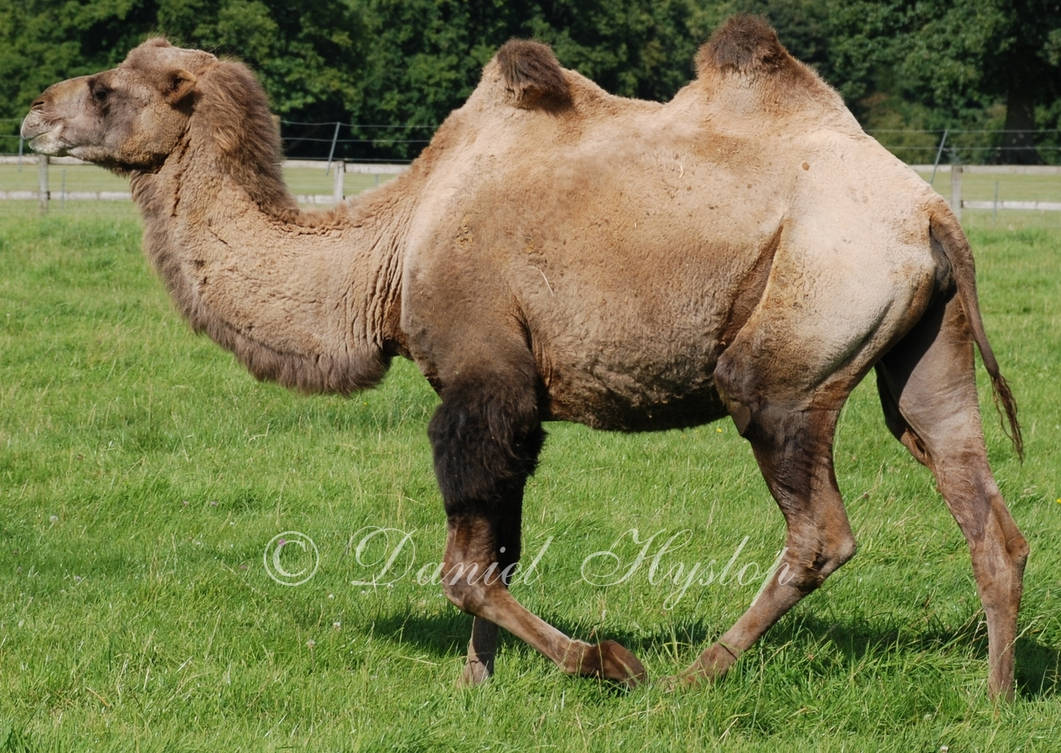 Humps For 600 yds. by Rabid-Coot on DeviantArt