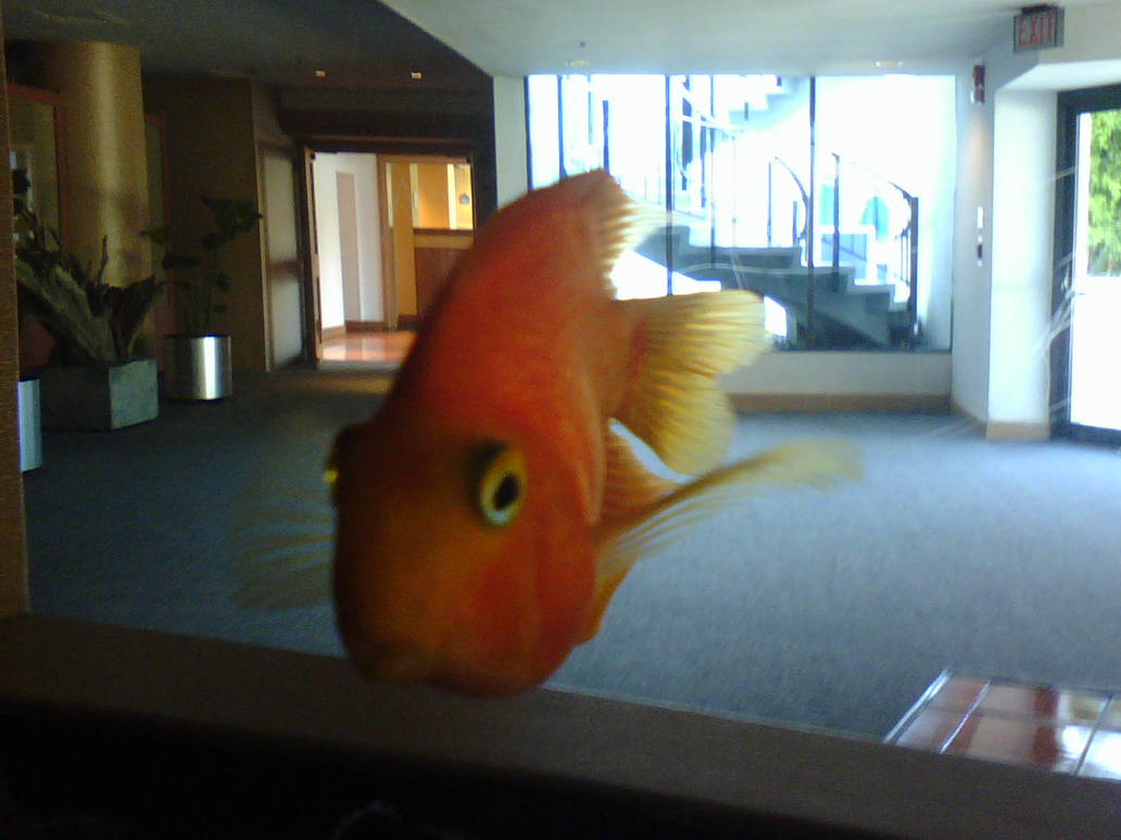 Floating Hallway Happy Fish by blackmariah27 on DeviantArt