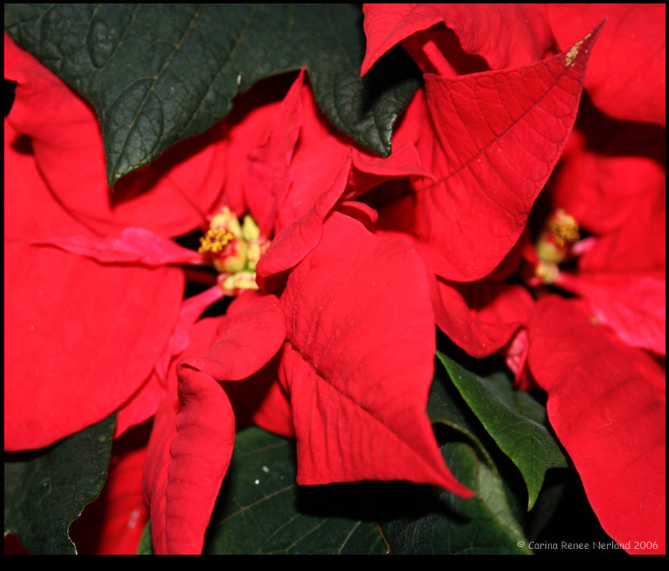 Poinsettia by Xenonia2 on DeviantArt