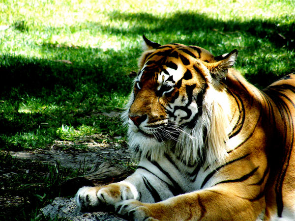 Sultan - bengal tiger by JessKa88 on DeviantArt