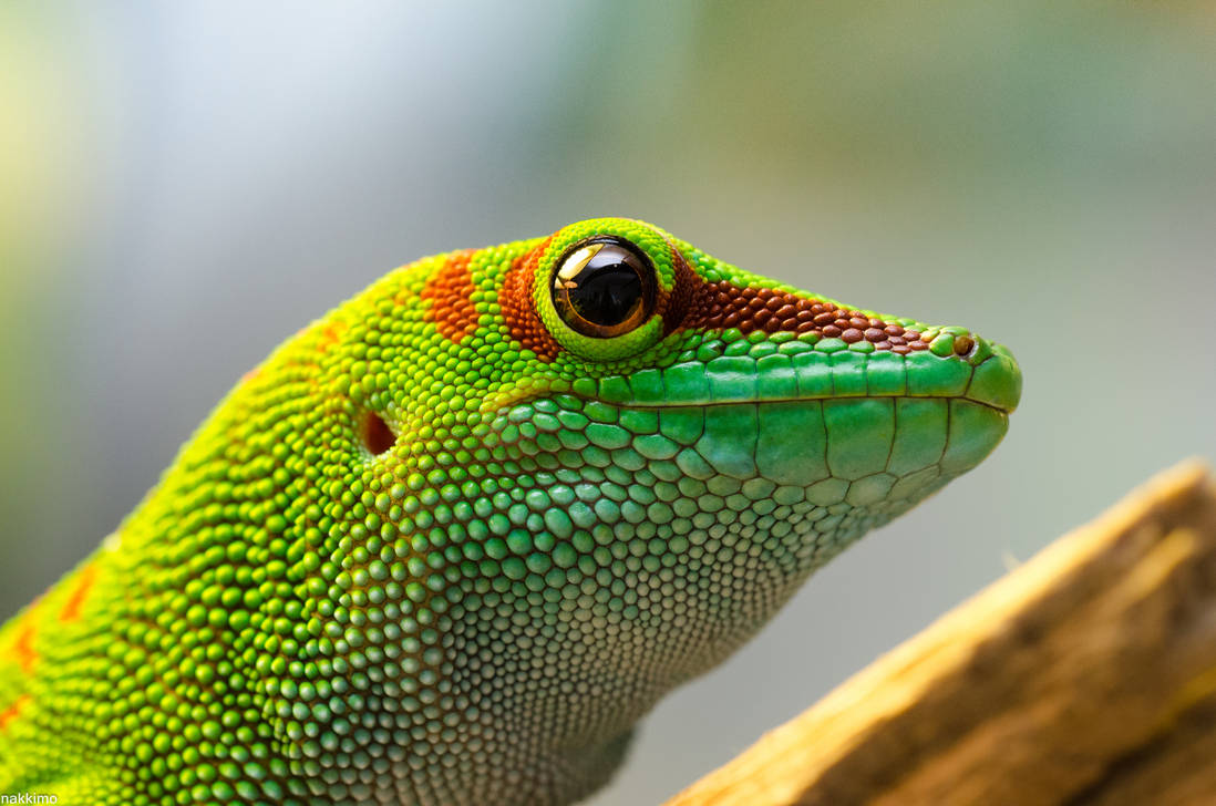 Day Gecko By Nakkimo On Deviantart