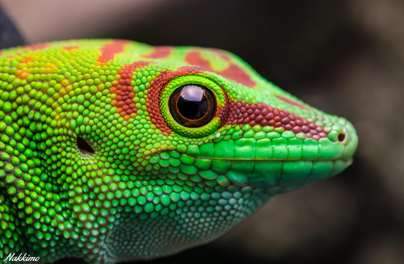 Madagascar Giant Day Gecko By Nakkimo On Deviantart