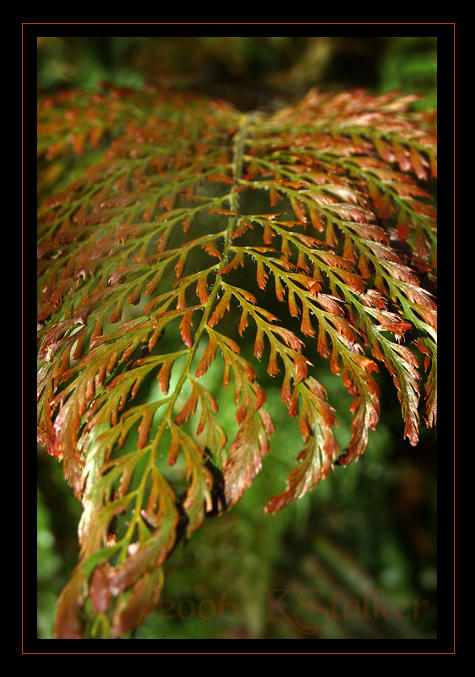 Natural Textures 6 - Red Furn by GryphonClaw on DeviantArt