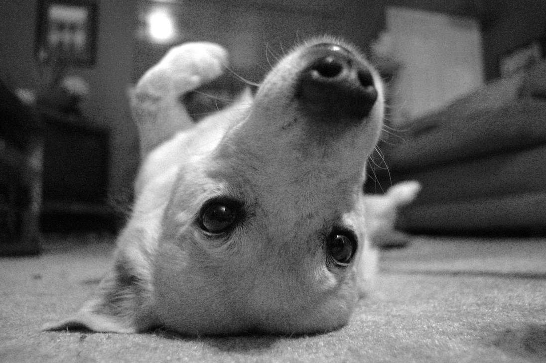 Diogi by Metzae on DeviantArt