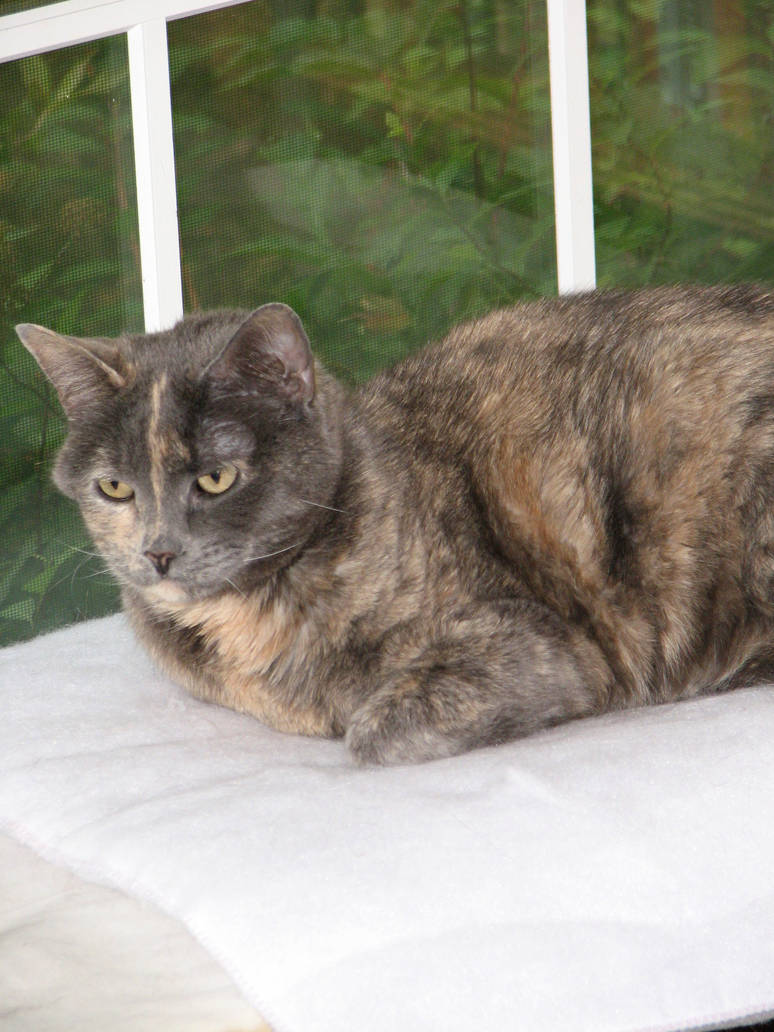 Cheetah 3: On the Bench by calebrw on DeviantArt