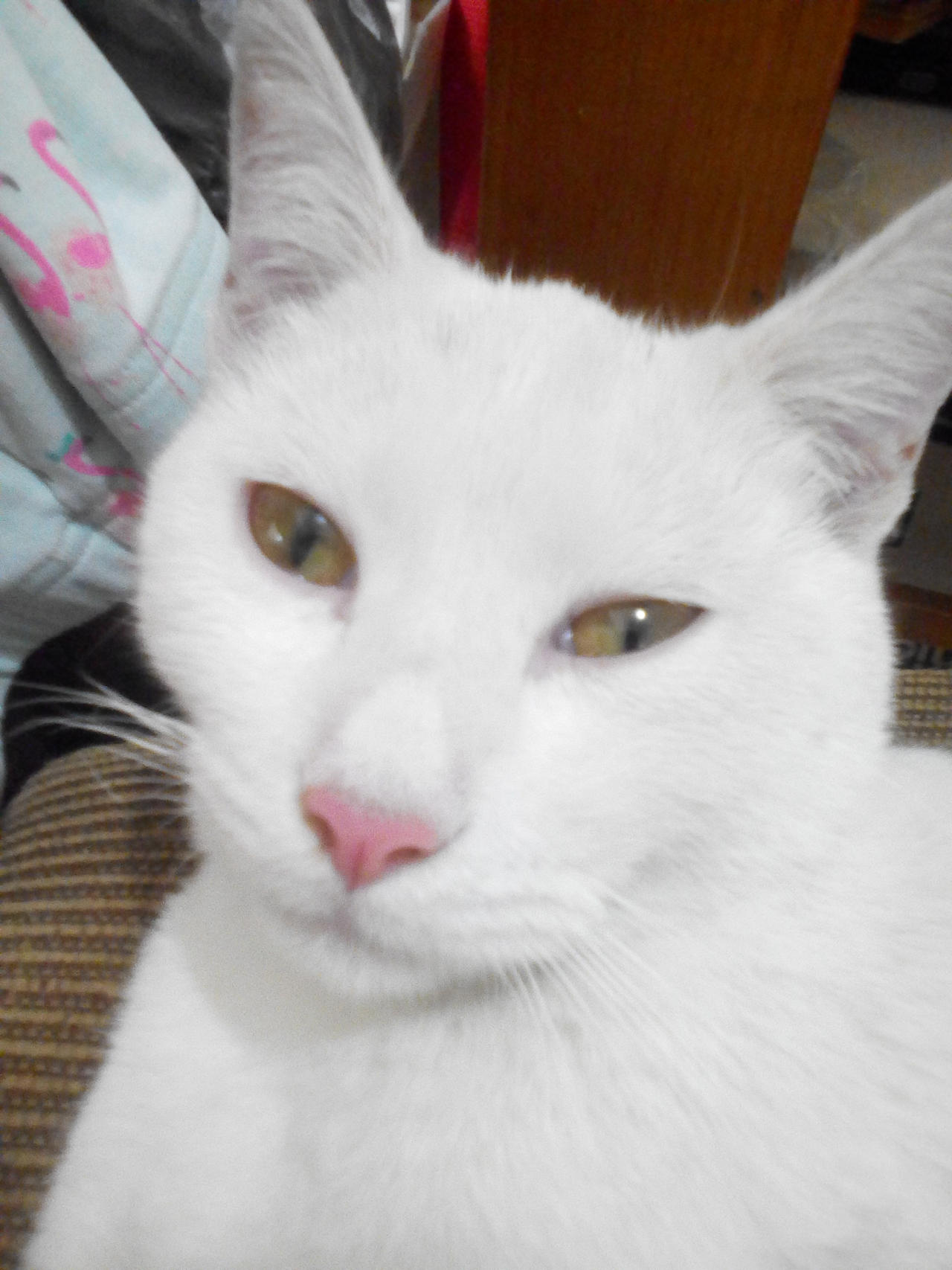 Cabeza De Gato By Polo Jasso On Deviantart